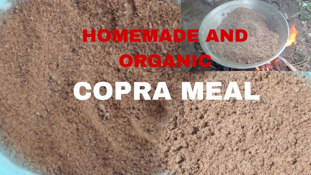 PAANO GUMAWA NG COPRA MEAL SA PATAPON NA SAPAL.Vlog#782#coprameal# ...