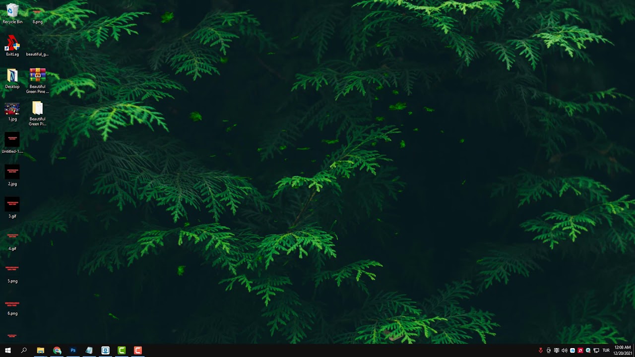 Beautiful Green Pine Tree Live Wallpaper - Wallpaper Engine ( Download ...