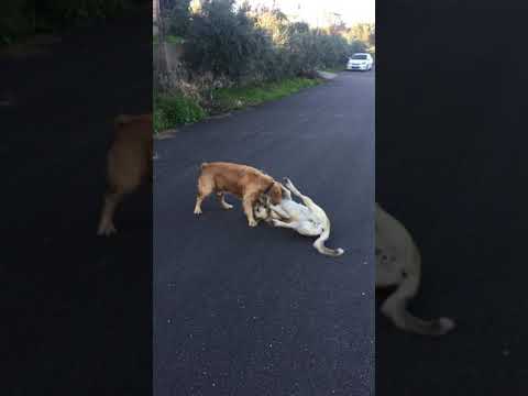 Golden dövüş