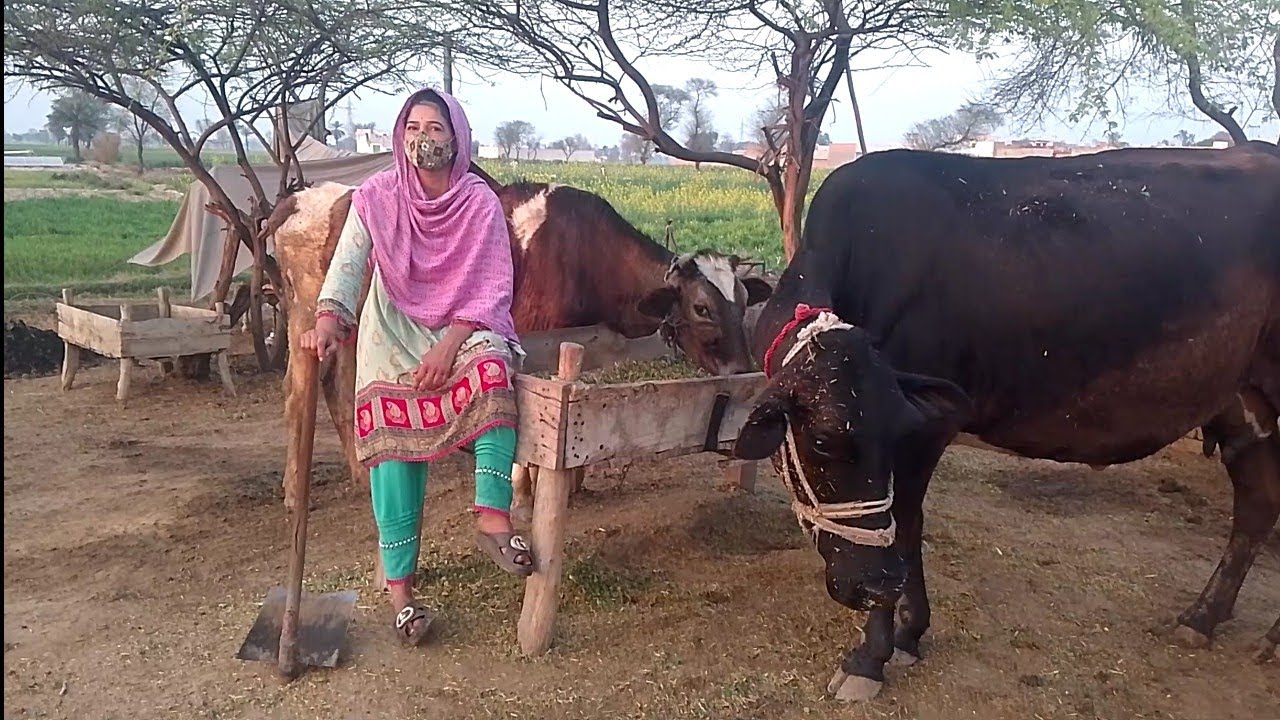 village Maryam ch evening routine ☺️🥰🌹💞 - YouTube