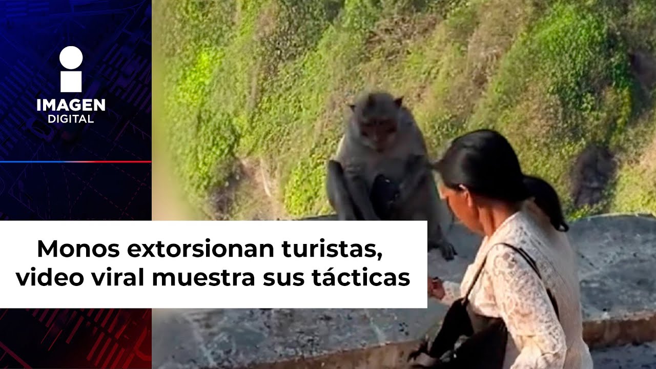 Monos se vuelven 'maestros' de la extorsión para turistas y VIDEO se ...