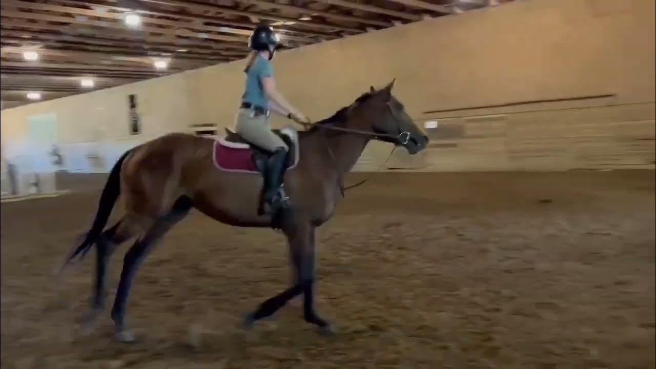 ADOPTED! Magicalmeister - 16hh Bay OTTB Gelding - Flat Work or Low ...