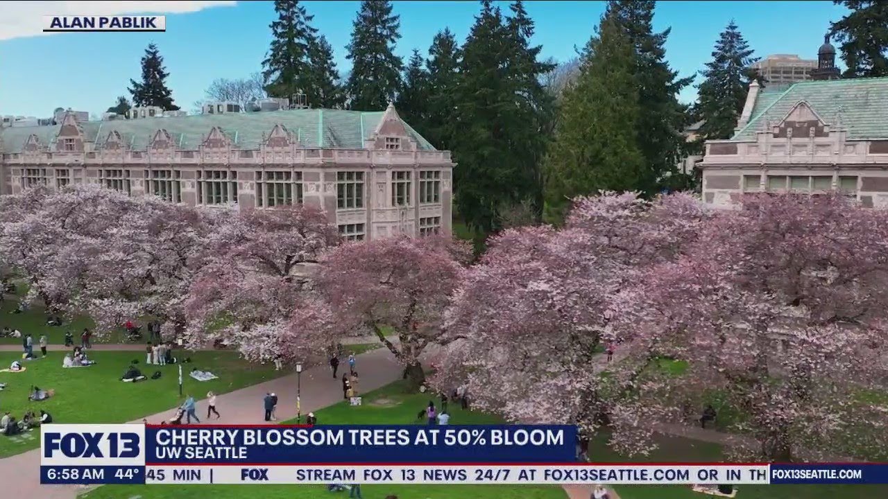 Cherry blossom trees at UW now at 50% bloom | FOX 13 Seattle - YouTube