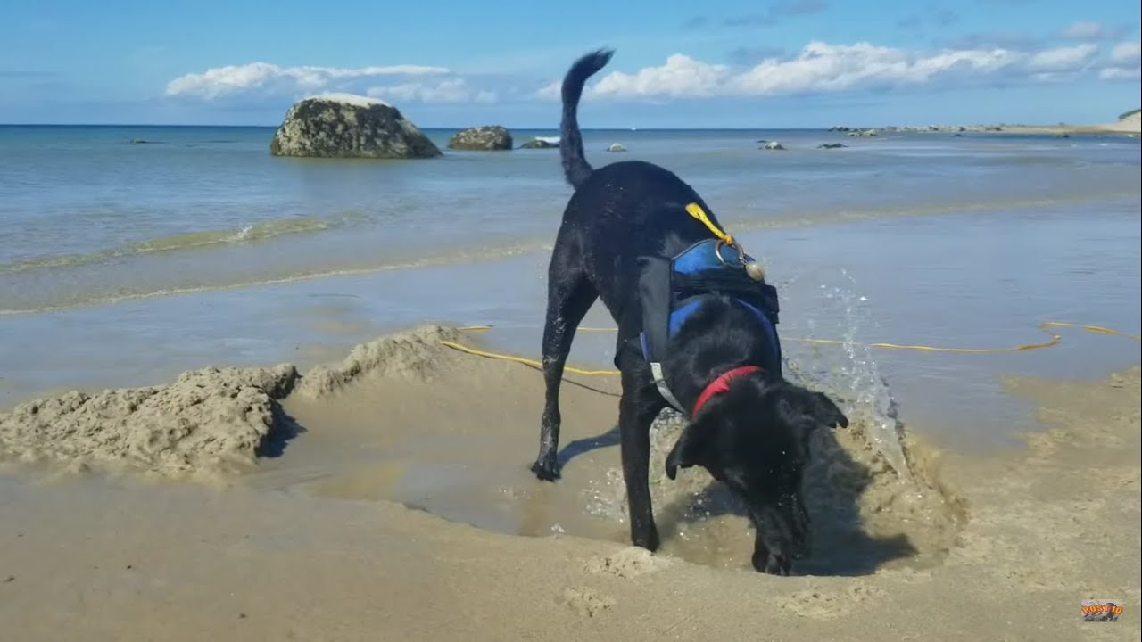 Dog Digging Big Hole Losing Battle With The Ocean, Dogs Playing - YouTube