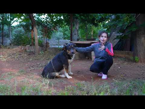 Köpeğim “PARS”hakkında bilgiler.