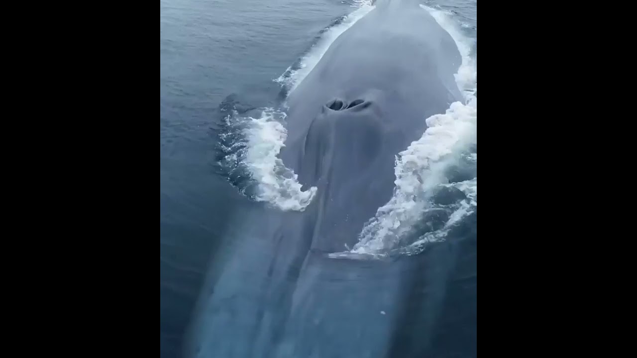 Here is the big blue whale, the largest marine animal in the universe 😡 ...