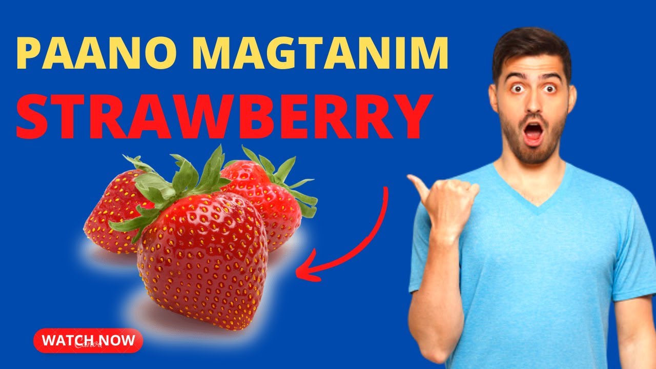PAANO MAG TANIM NG MAIS - How To Grow Strawberries From Seed SEED TO ...