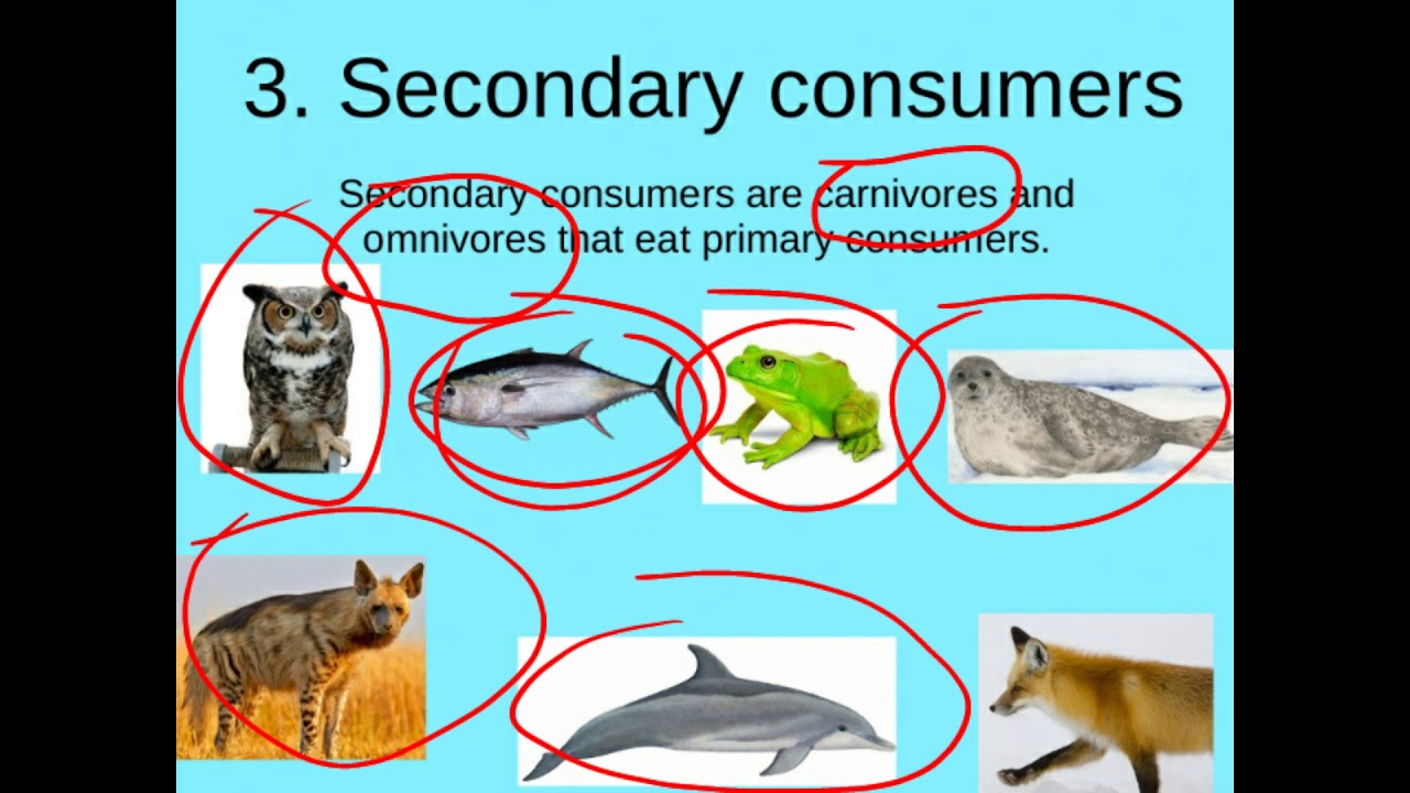 Food Chain Class-6 Cambridge Science - YouTube