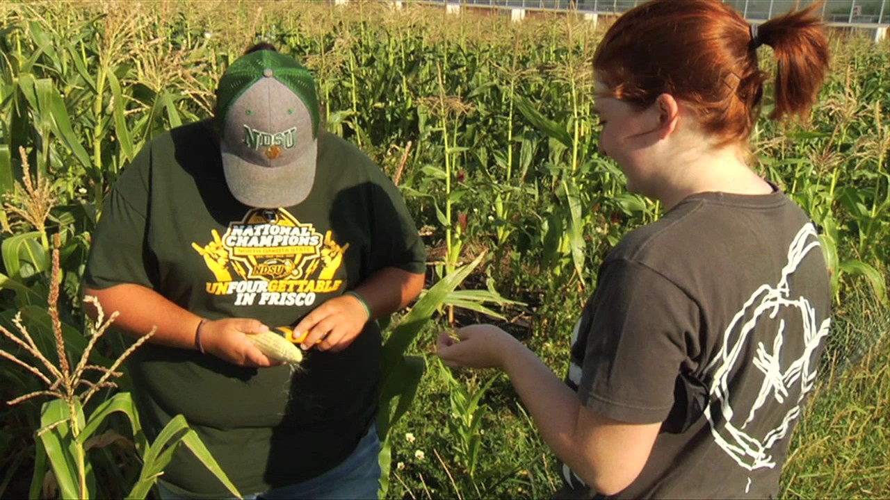 Sweet Corn Mulch research video #1 - Project Introduction - YouTube