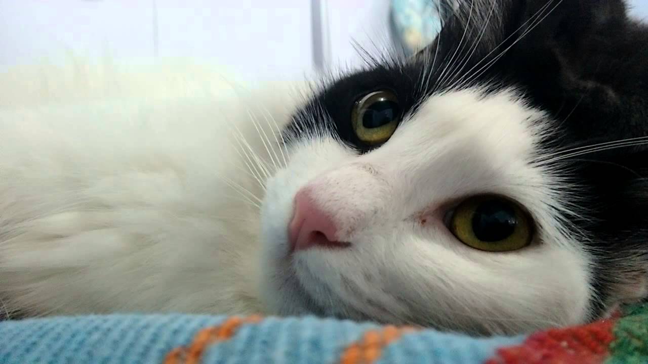 Close up: Pitty, the black and white cat, resting - part 3 - YouTube