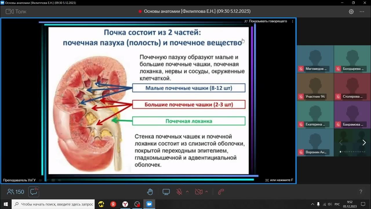 05.12.23. Мочевыделительная и мочеполовая системы. - YouTube