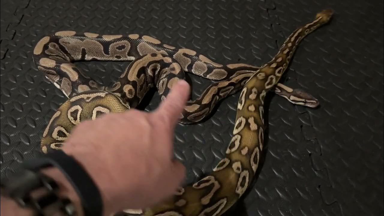 32 YEAR OLD Ball Python VS PASTEL TRICK MOJAVE Ball Python - Comparing ...
