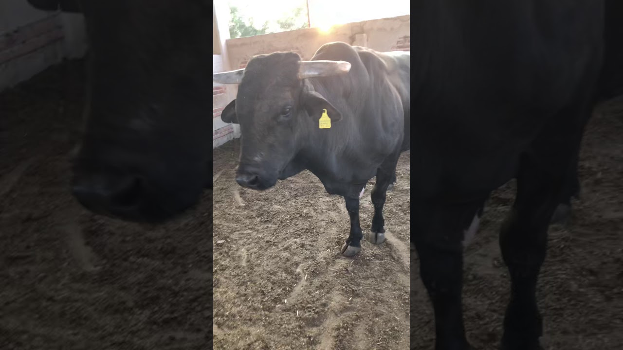 Toros de reparo - YouTube