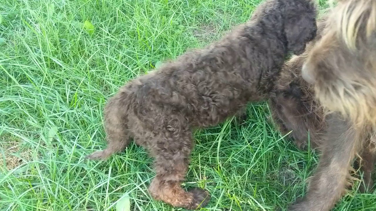 Standard chocolate Labradoodle - YouTube
