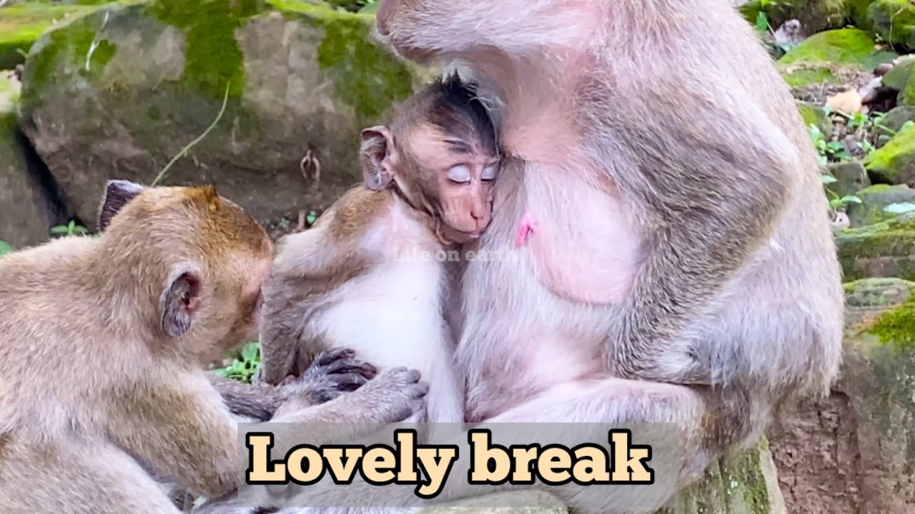 Devi and Jorani run all day and come back to moms when sleepy/ Amari monkeys troop. - YouTube