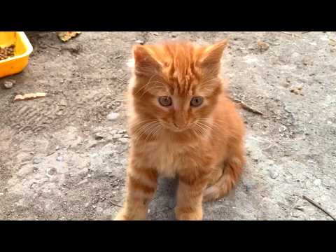 😿🐾 Eve Gitmeme İzin Vermedi… Sokaktaki Yavru Kedi Sadece Sevgi İstiyor!