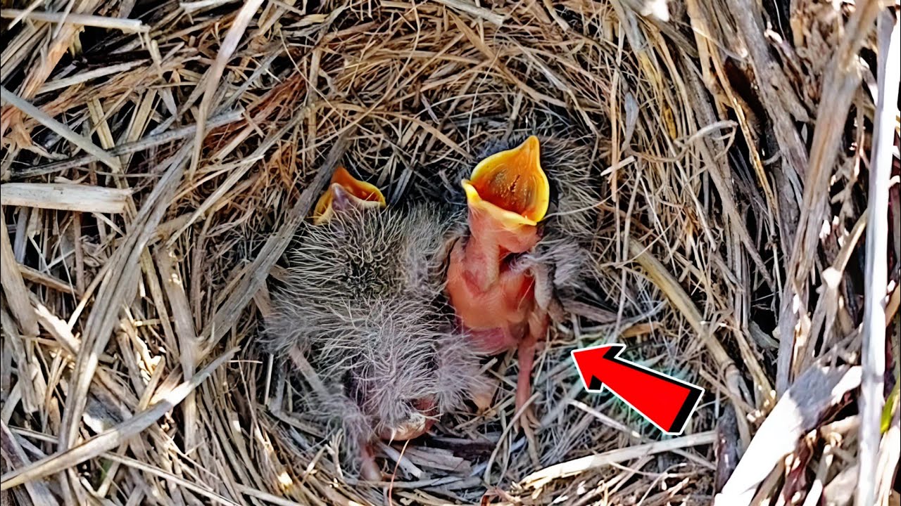Newborn Baby Birds in the Nest: A Closer Look! @BirdPlusNature - YouTube