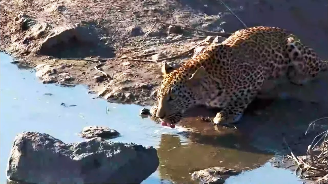 Leopard Lapping Water Close-Up Views! 🐆 Rosie's Pan Explore.org 4-20-24 ...