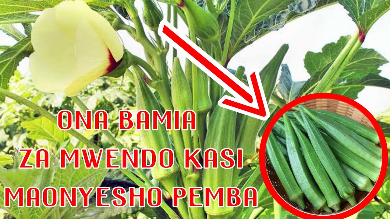 Bamia za maonyesho pemba ( kilimo bora ) - YouTube