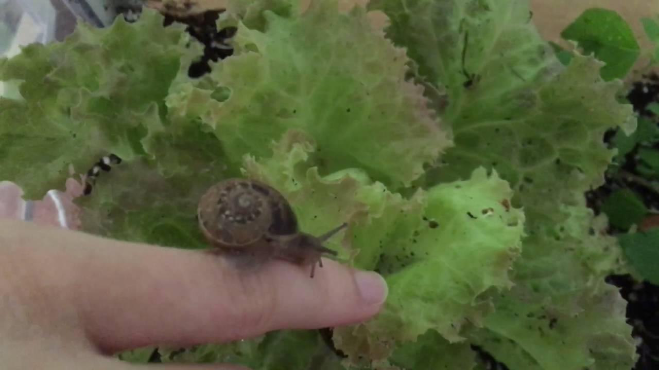 The littlest snail crawling across my entire hand - YouTube