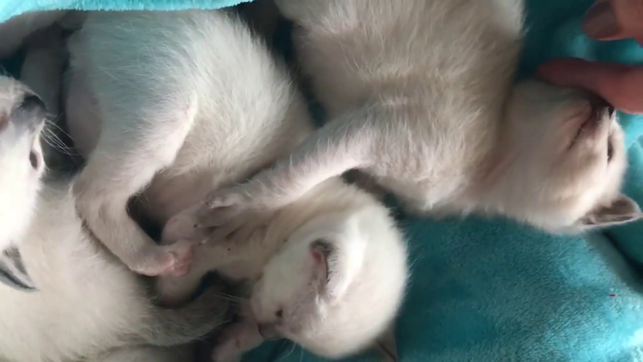 Siamese Sensations 2 week old kittens at play - YouTube