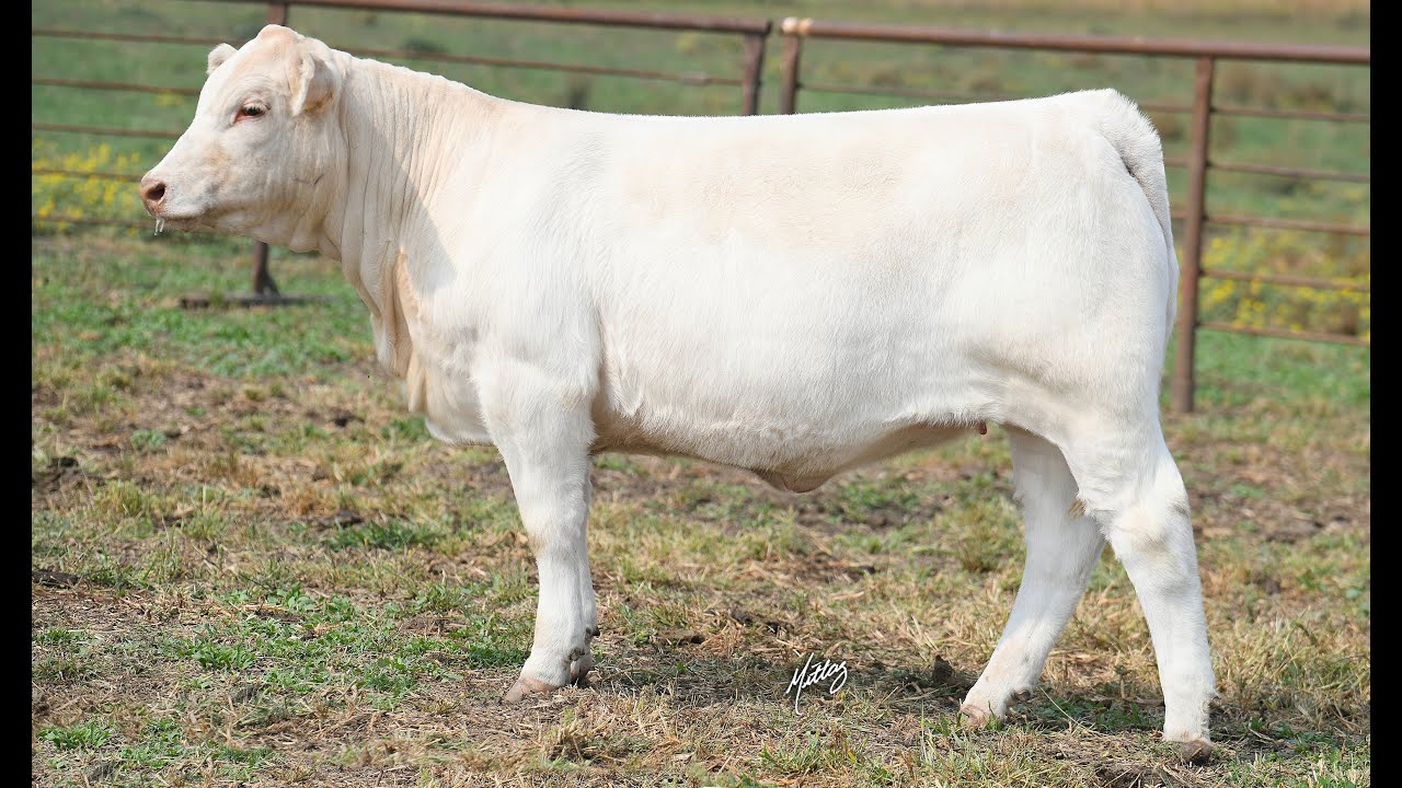 Van Roekel 3 - YouTube