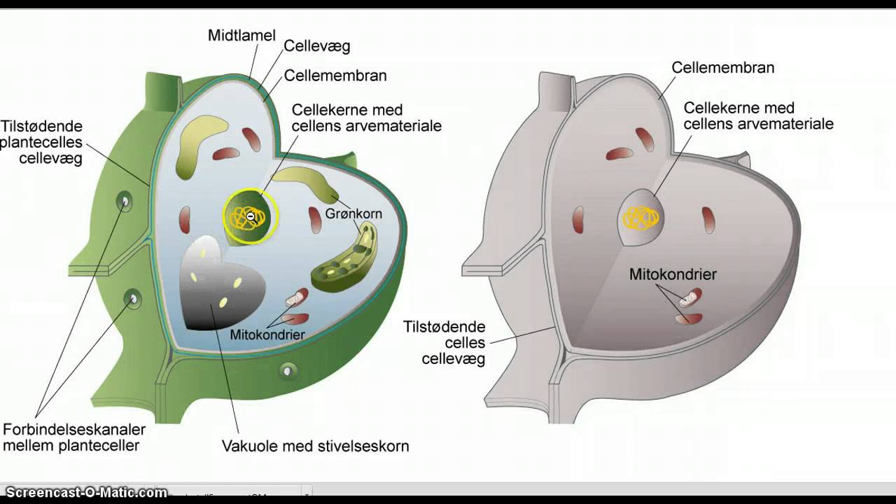 Biologi celle screencast. - YouTube