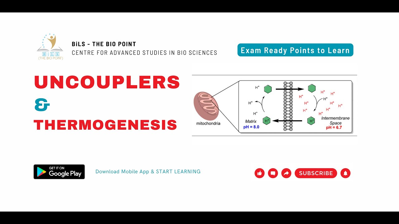 UNCOUPLERS & THERMOGENESIS - SPECIAL POINTS FOR MITOCHONDRIA - YouTube
