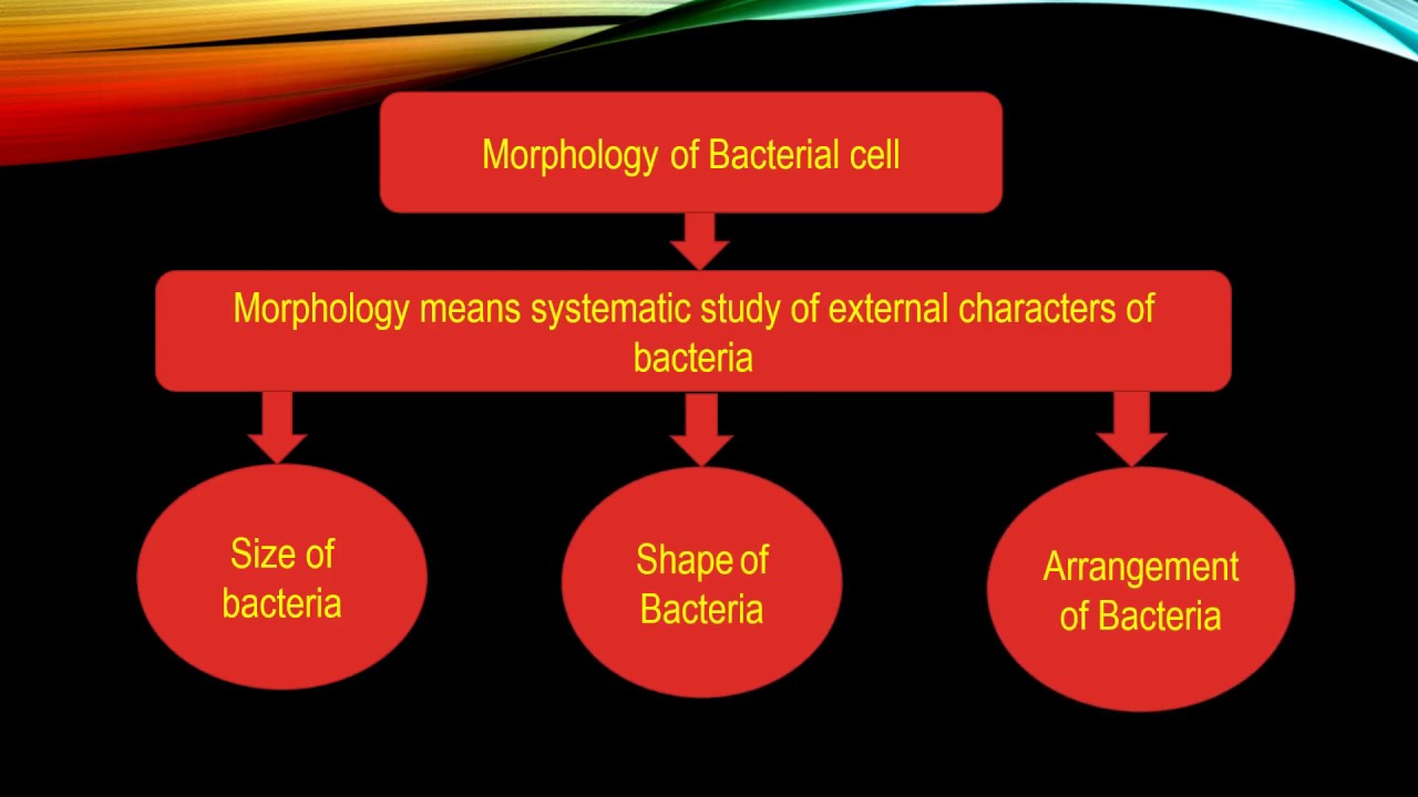 Morphology of Bacterial Cell - Microbiology with Sumi - YouTube