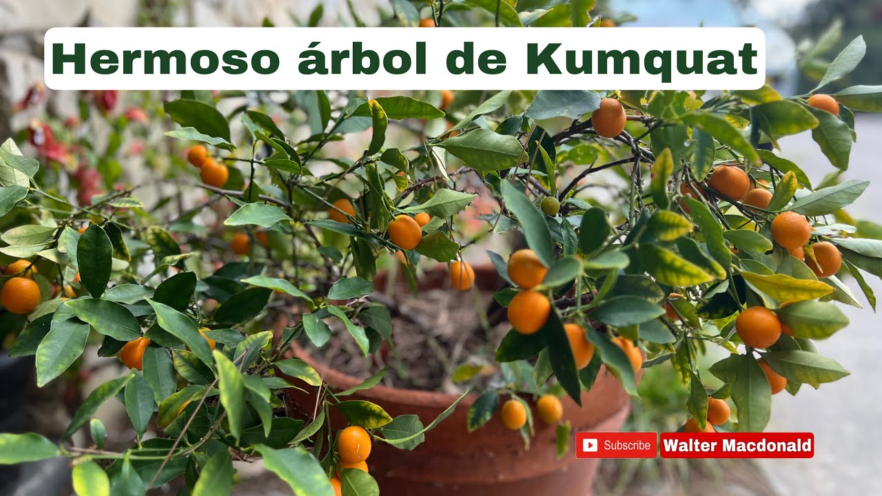 Kumquat árbol de un fruto delicioso/#macdonald #socal - YouTube