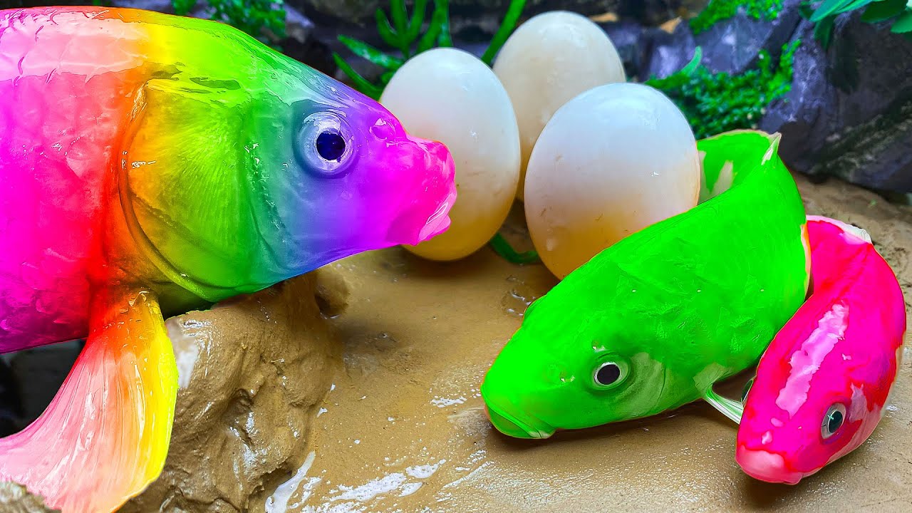 Rainbow Formation Fish | Stop Motion Big Catfish Egg Movement, Duckling ...