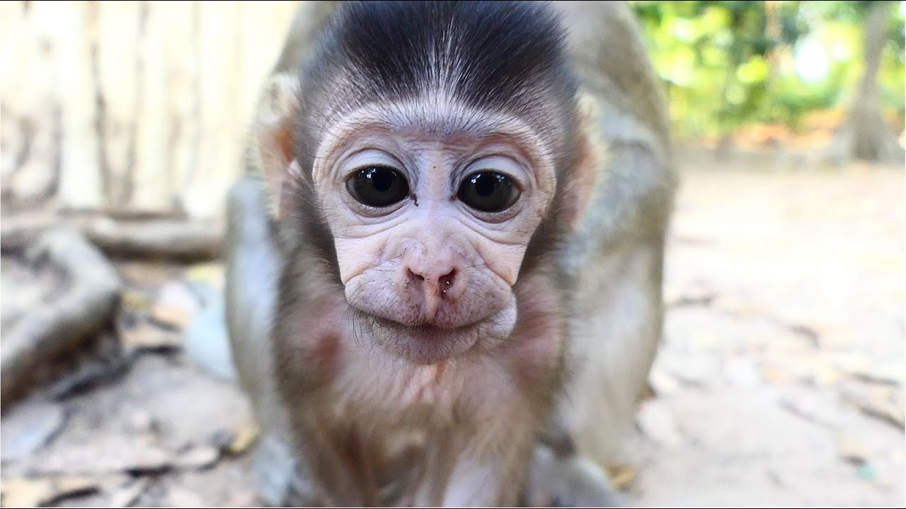 Giving 100 Score For Monkey GiGi Is Beautiful, Smart and Friendly ...