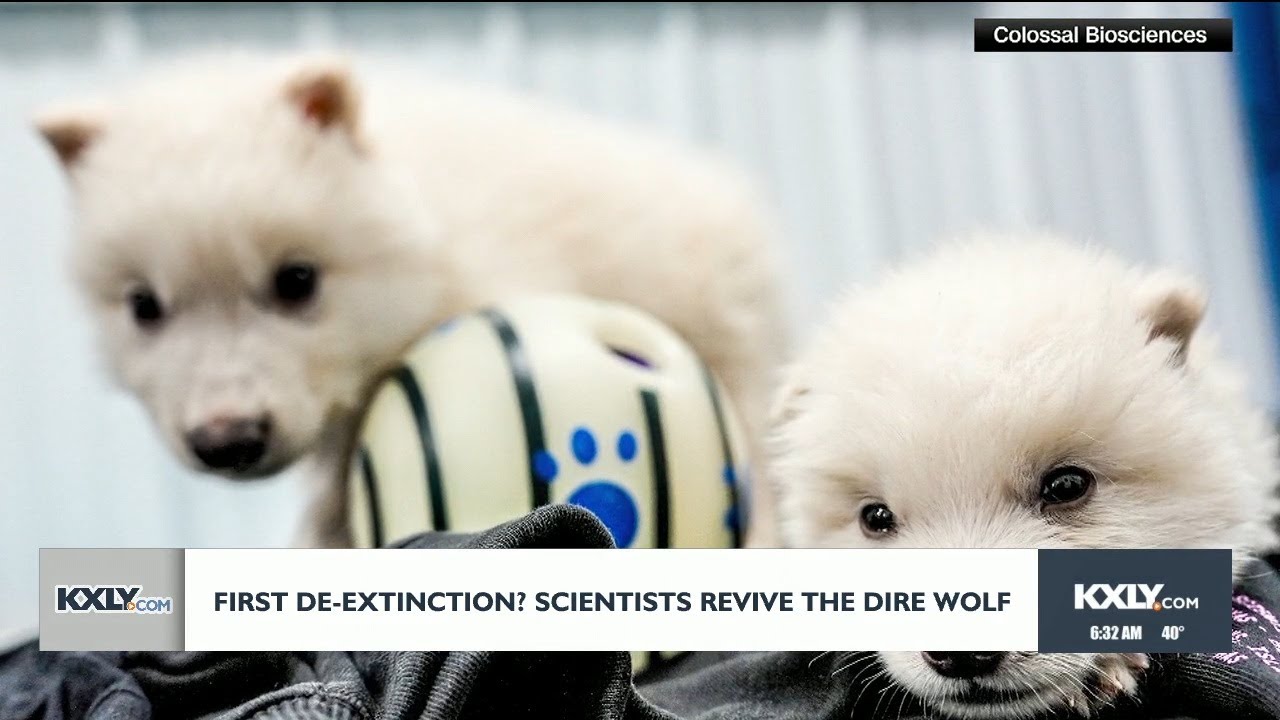 First de-extinction? Scientists revive the dire wolf - YouTube