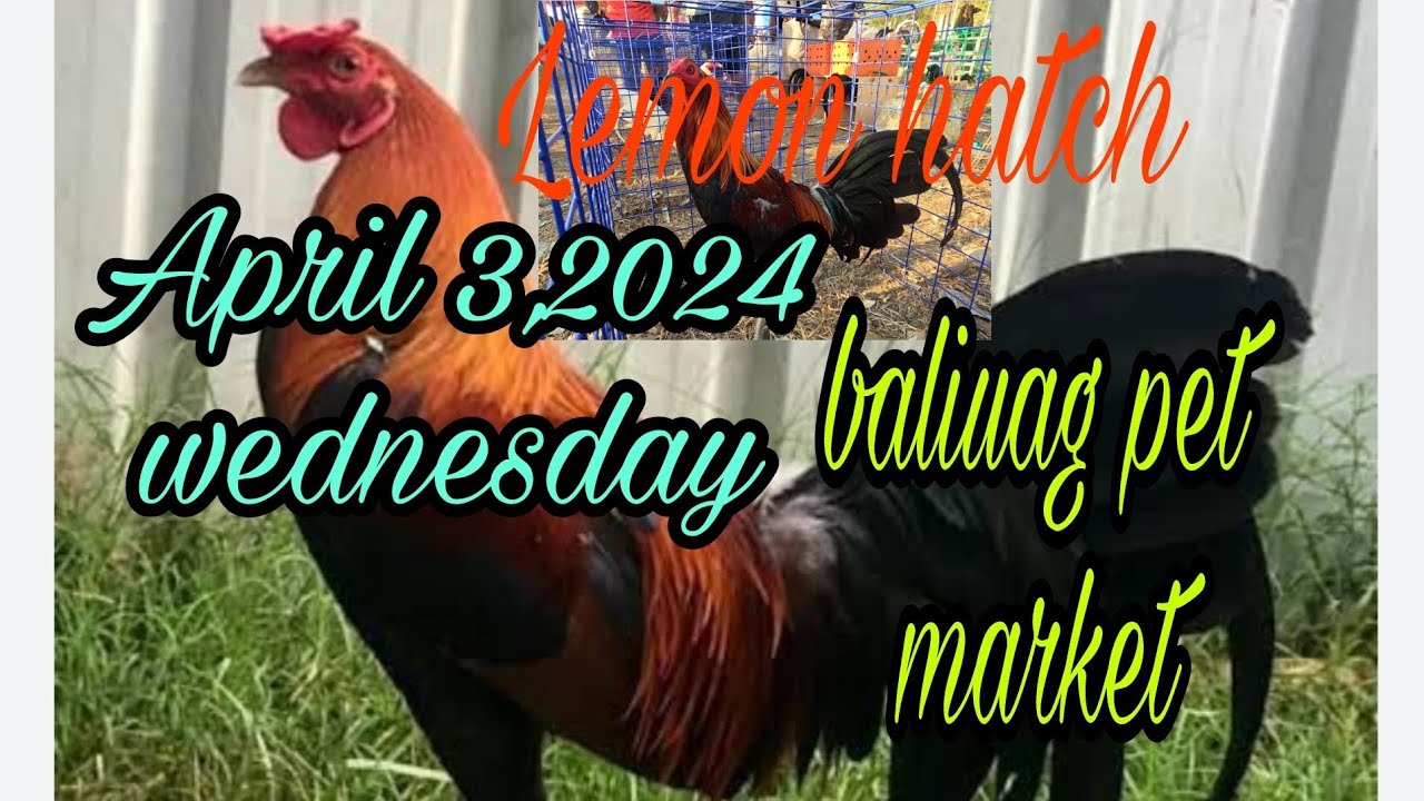 Lemon hatch ,April 3, 2024 wednesday baliuag pet market - YouTube