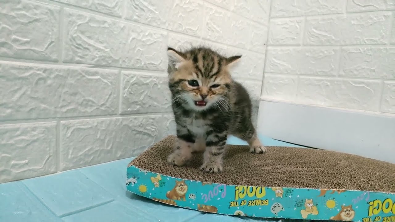 The kitten is very gluttonous and eats a lot - YouTube