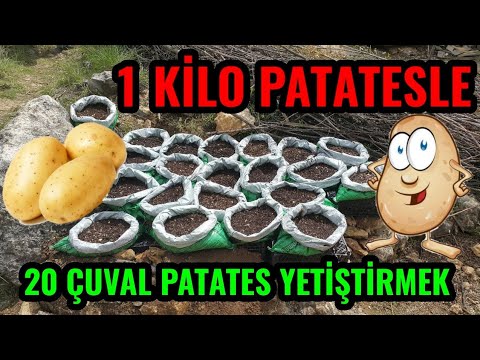 1 KİLO PATATESLE 20 ÇUVAL PATATES YETİŞTİRMEK - Çuvalda Patates Yetiştirme| Growing Potatoes in Sack