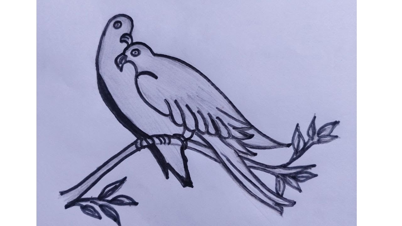 Two parrots in love by pencil sketch||How to draw parrot couple on tree ...
