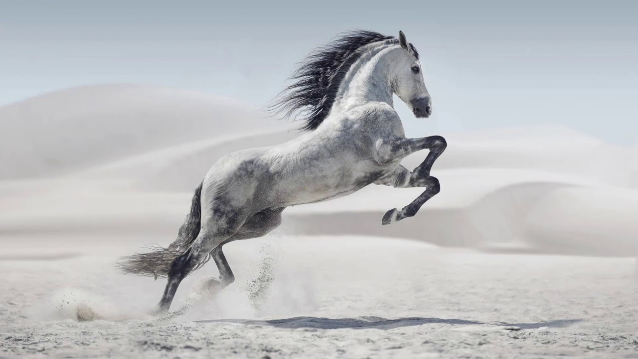 Horse Photos Roku Screensaver - YouTube