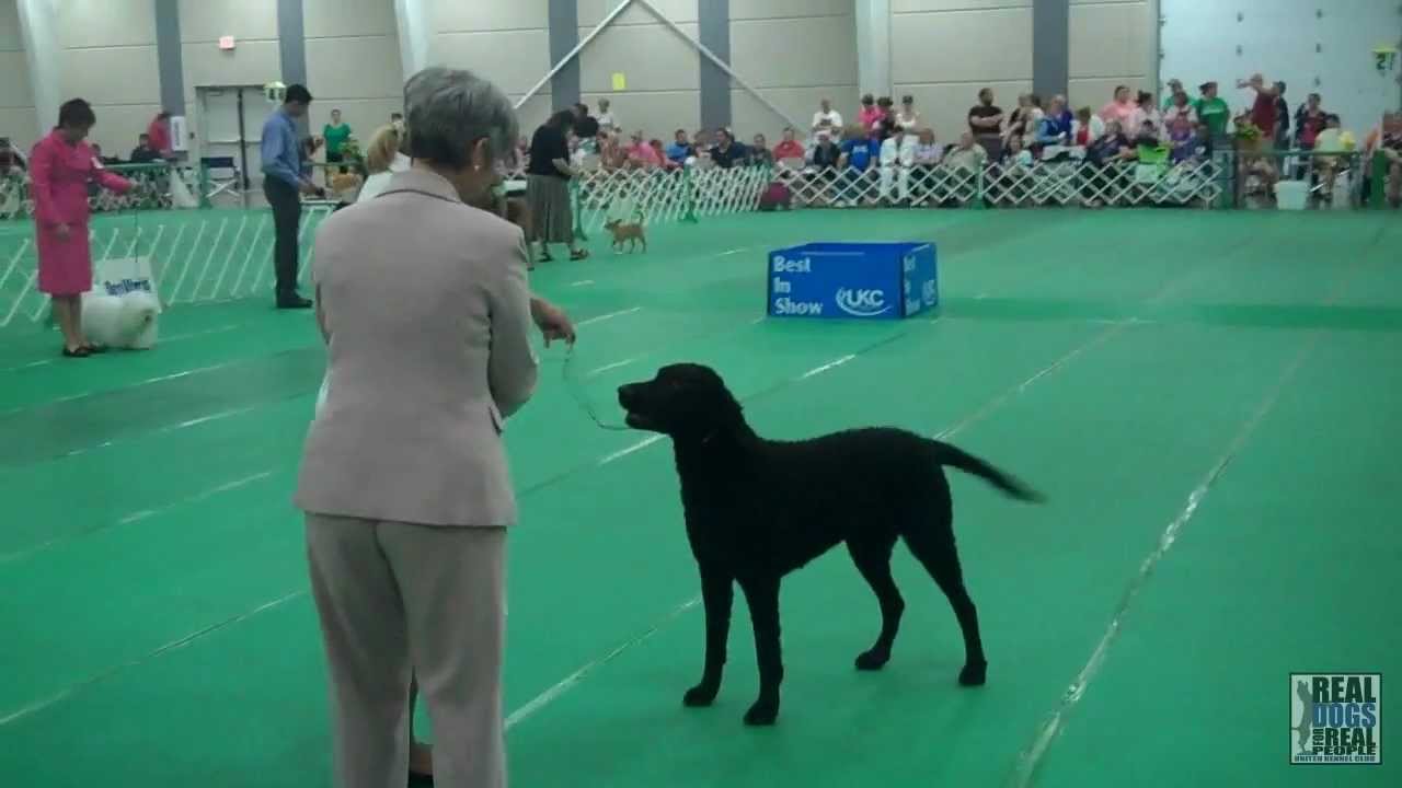 United Kennel Club Conformation Shows at James Browning blog
