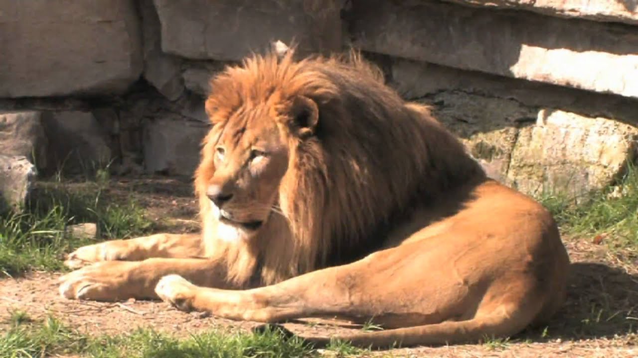 Fort Worth Zoo, Official Best of Texas 2009 - YouTube
