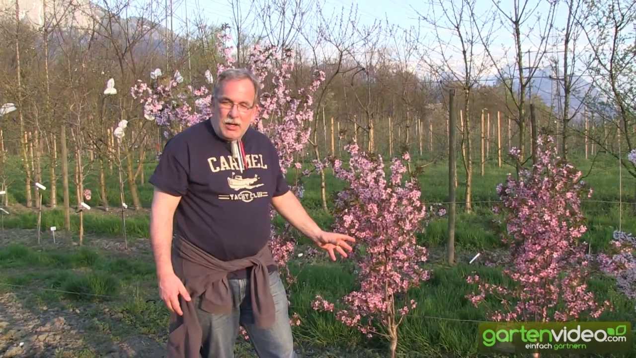 Japanische MiniZierkirsche - Prunus kurilensis Ruby - YouTube
