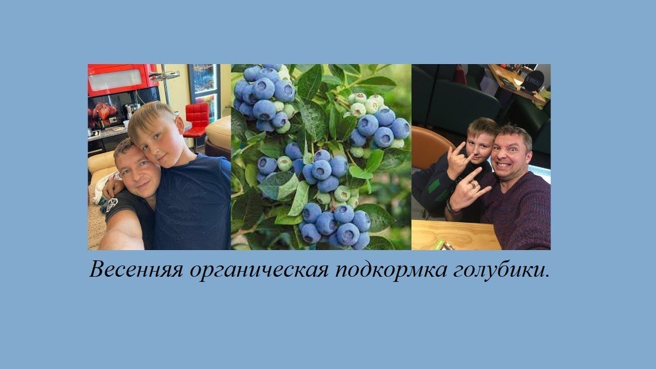 Весенняя органическая подкормка голубики. Кусты высохли. - YouTube