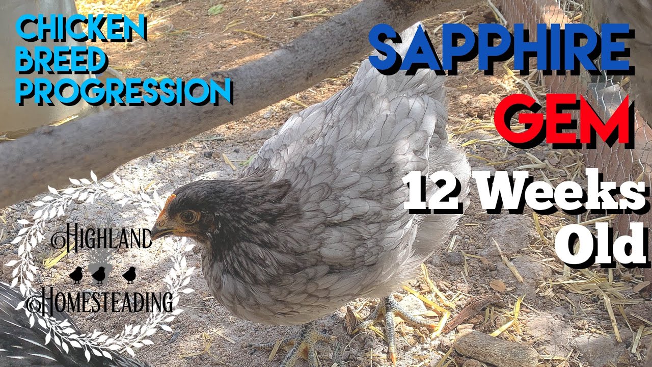 Sapphire Gem: Chicken Breed Progression of Chick to Adult - 12-weeks ...