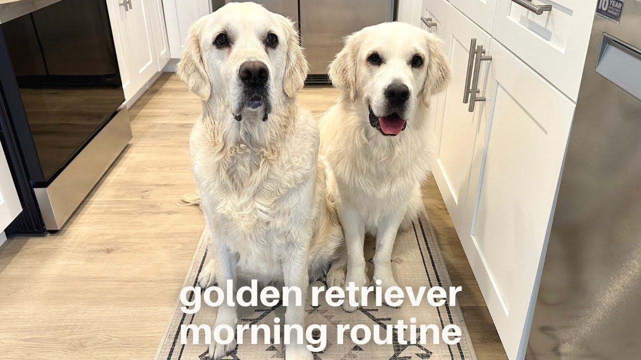 Morning Routine With My Two English Golden Retrievers - YouTube
