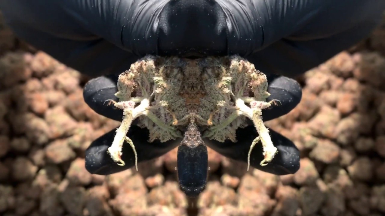Asmr Weed Sticky Purple Punch Strain Tucson Dispensary Youtube