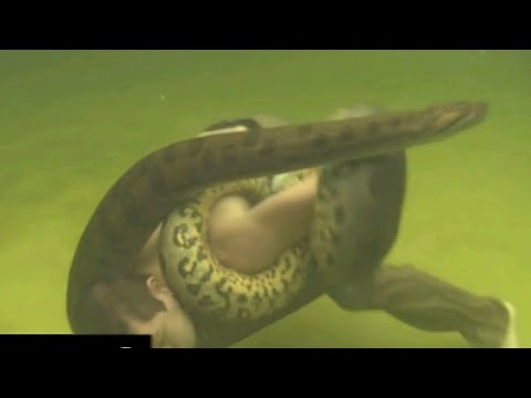 3 python attacks on humans - YouTube