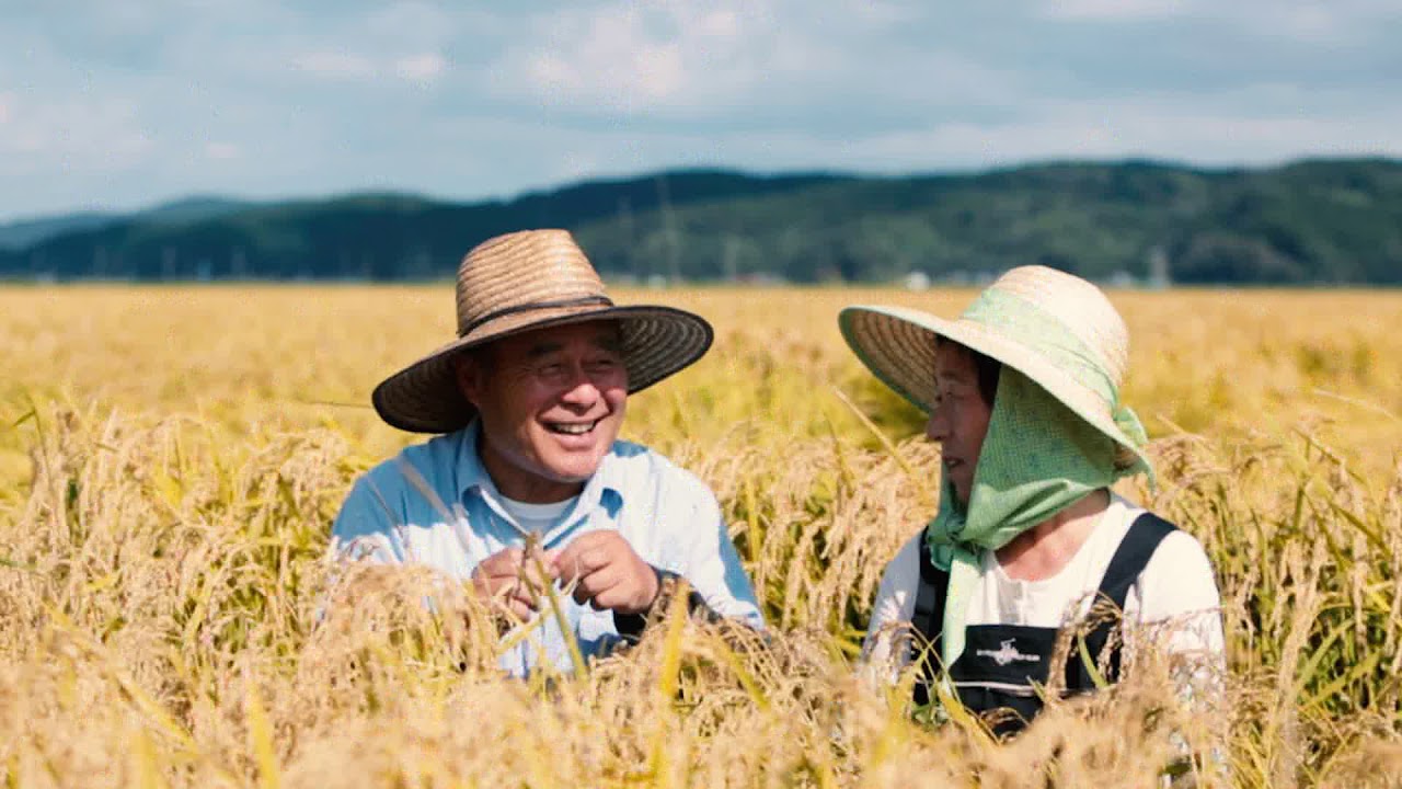 NIIGATA RICE:The No.1 Rice in Japan - YouTube