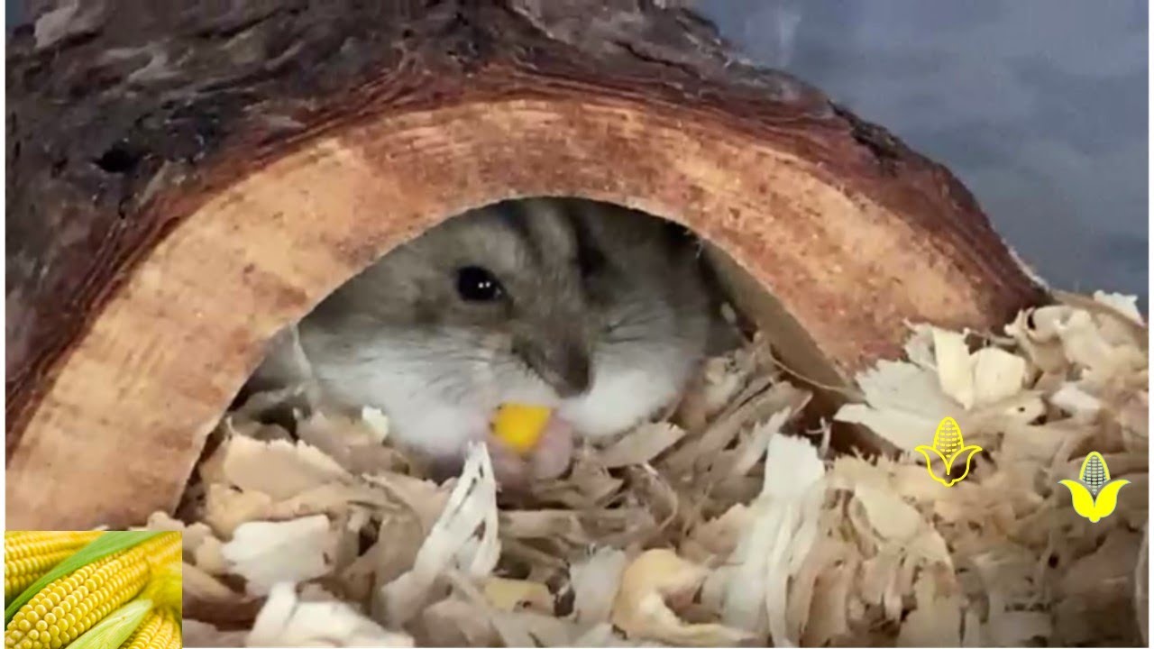 Dwarf Hamster 🐹 and a Corn Kennel 🌽 - YouTube