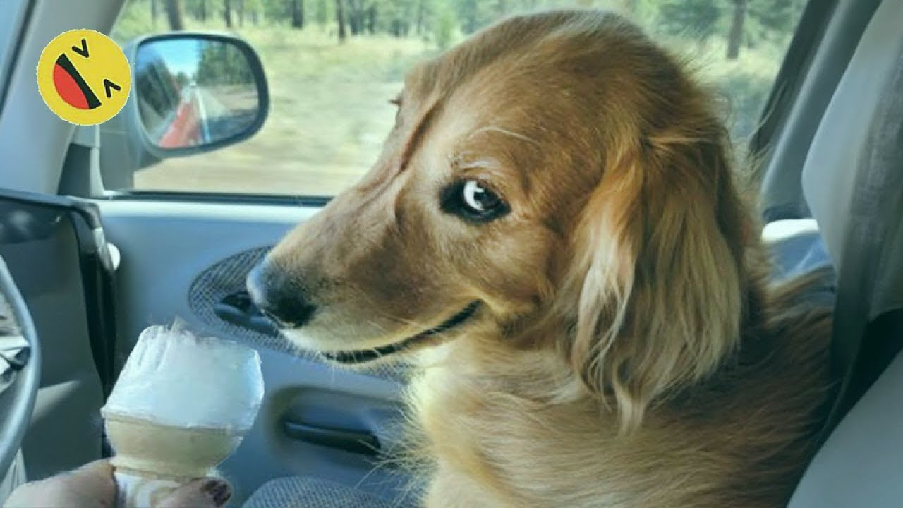 Funniest Passive Aggressive Dogs Video Compilation | Funniest Cats And ...