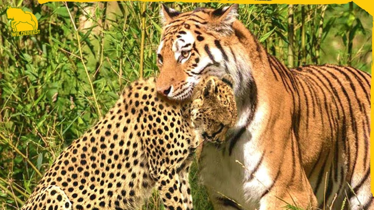 The Most Amazing Tiger Attacks Ever Caught on Camera I WILDEBEEST - YouTube